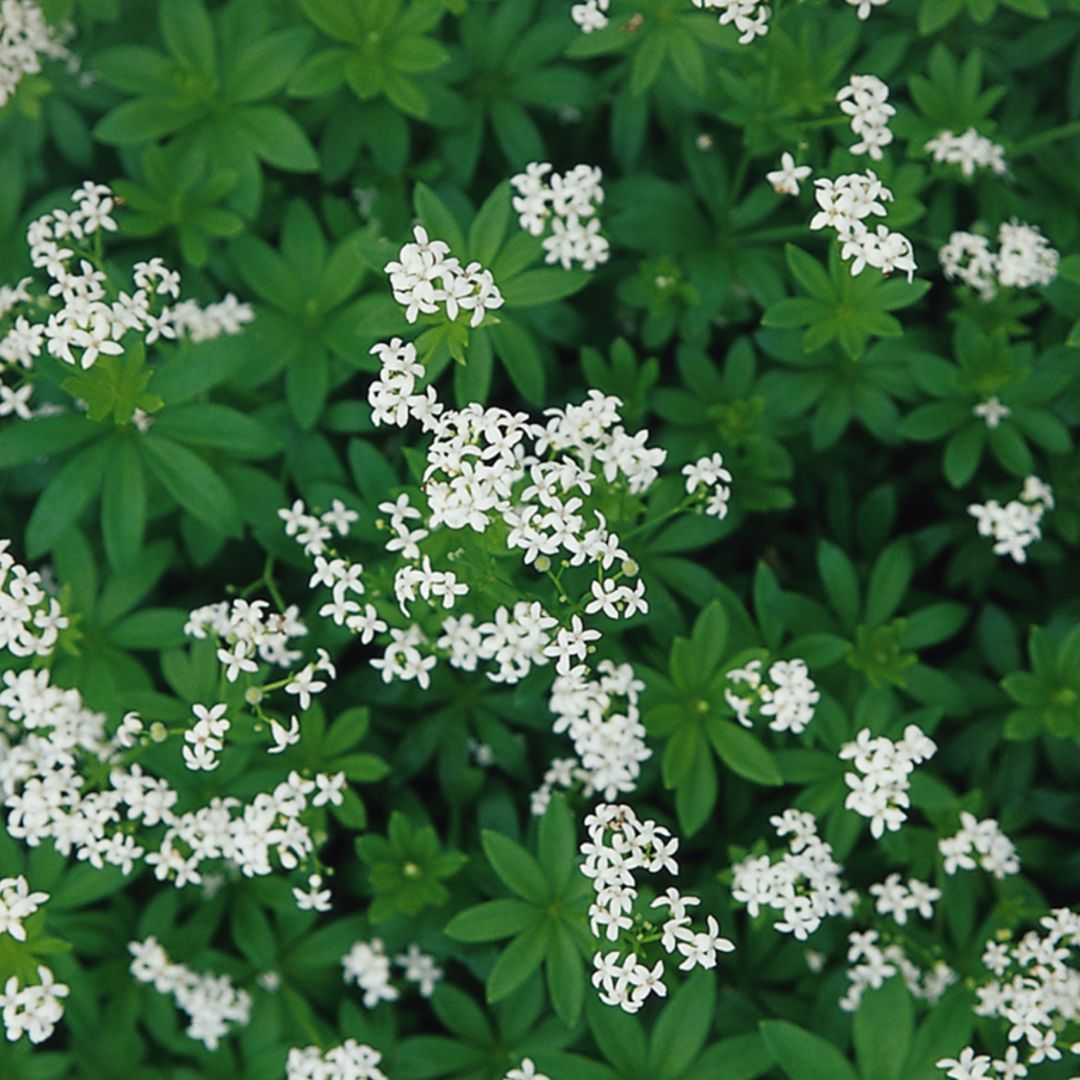 Low Maintenance Ground Covers for Shade — 7 to Consider | Livingetc