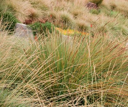 How to care for native grasses | Homes and Gardens