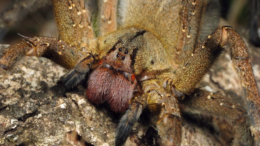 Brazilian wandering spiders: Bites & other facts | Live Science