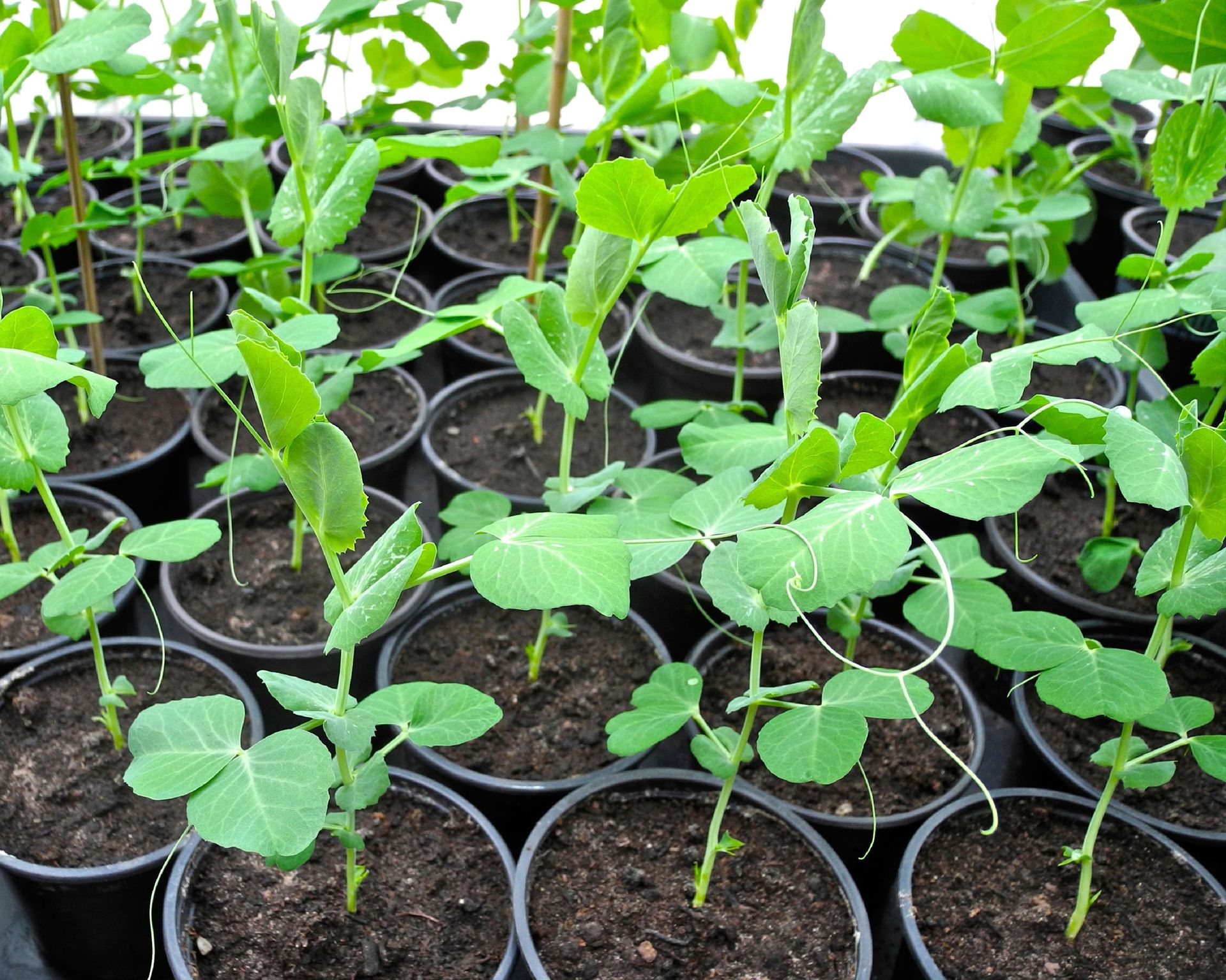 How to grow peas: expert sowing, planting and care tips | Gardeningetc