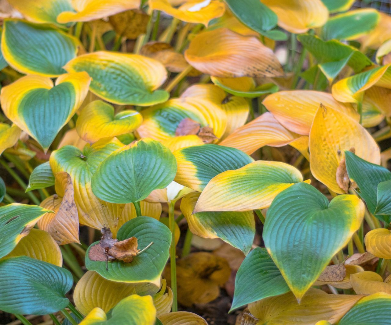 Hosta Leaves Turning Yellow? Common Causes & Fixes | Gardening Know How