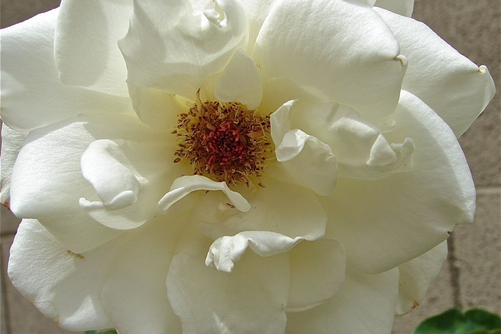 Beautiful Rose Flower Photos | Rose Pictures & Information | Live Science