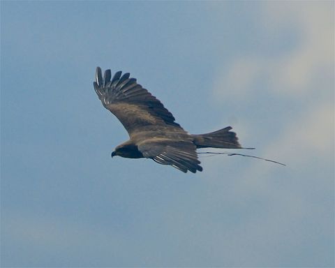 Burn, Baby, Burn: Australian Birds Steal Fire to Smoke Out Prey | Live ...