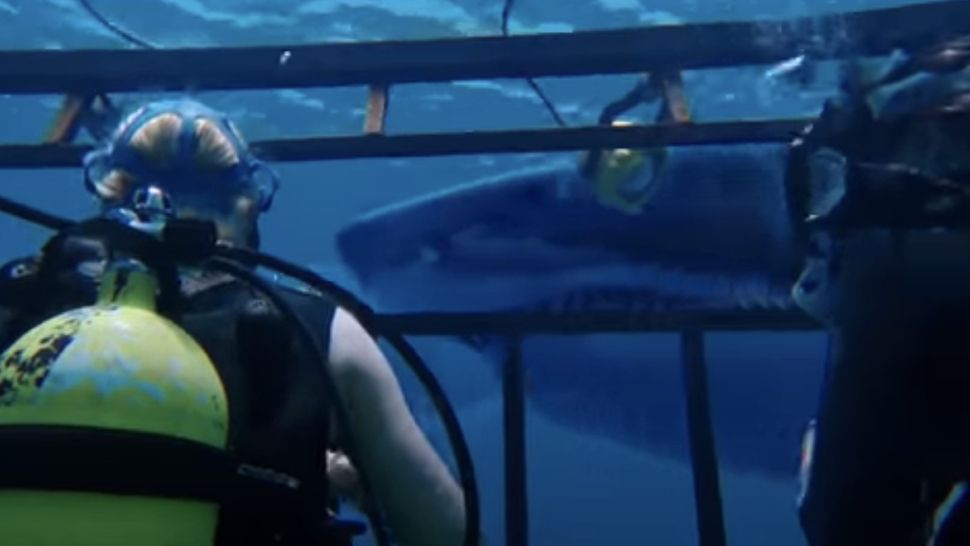The Best Shark Movies And How To Watch Them | Cinemablend