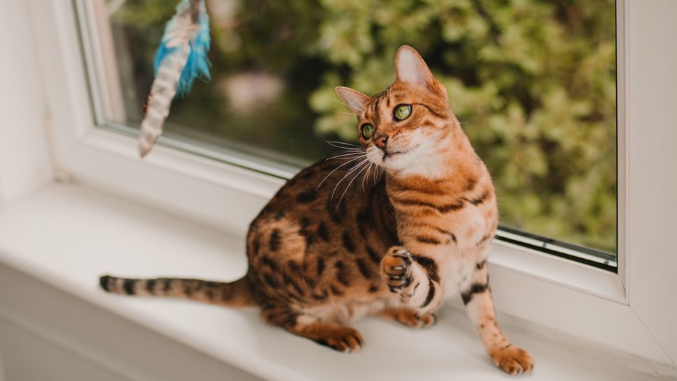 32 high energy cat breeds that will want to play with you | PetsRadar
