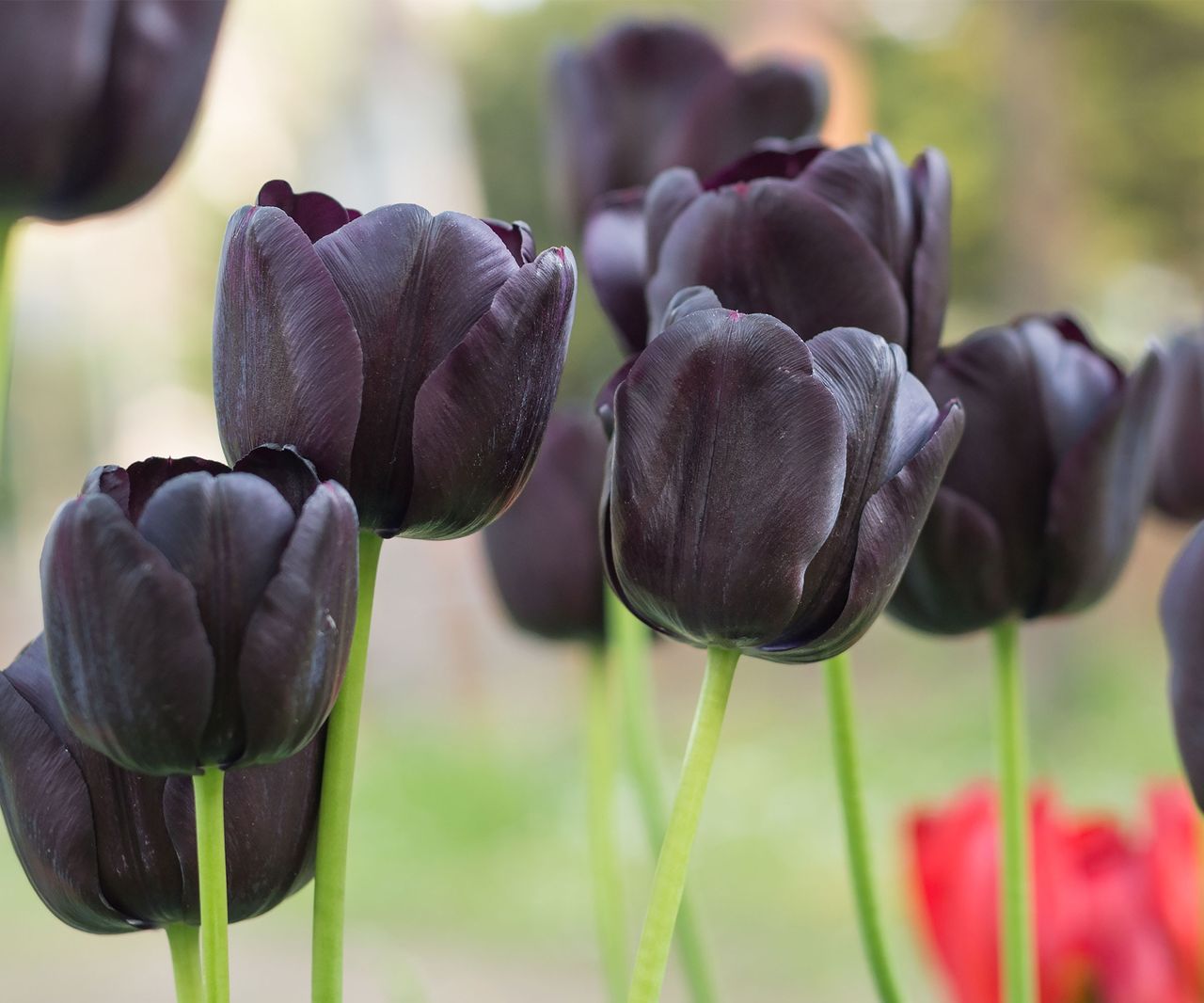 Grow These Types Of Black Flowers For A Moody Spring Garden | Gardening ...