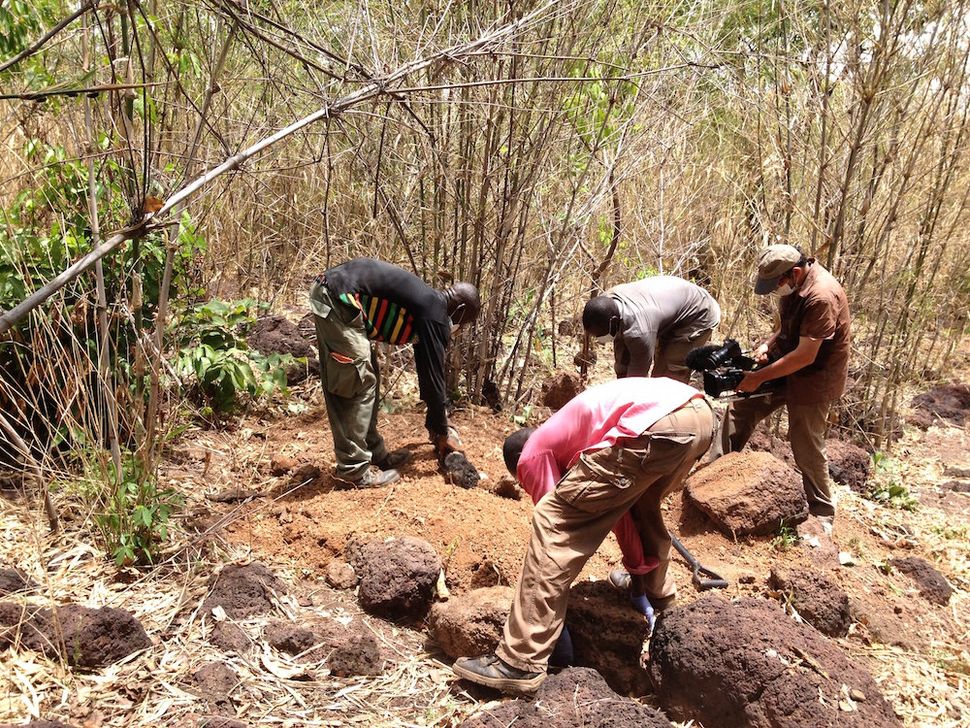 Chimps Kill, Mutilate and Cannibalize Member of Own Group | Live Science