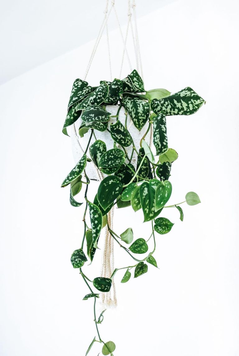 best indoor hanging plants designers love for their homes | Livingetc