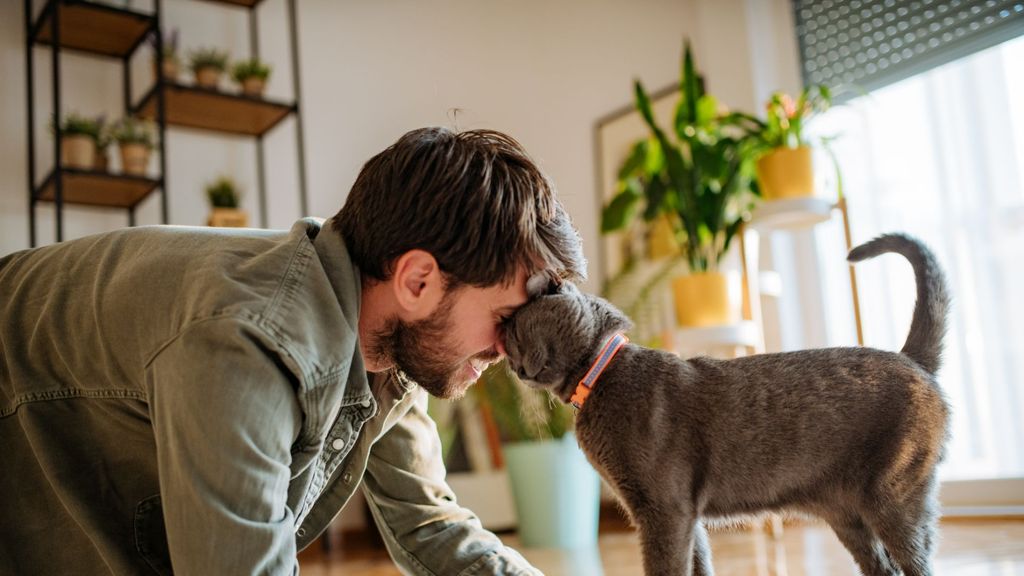 32 tips for training your cat | PetsRadar
