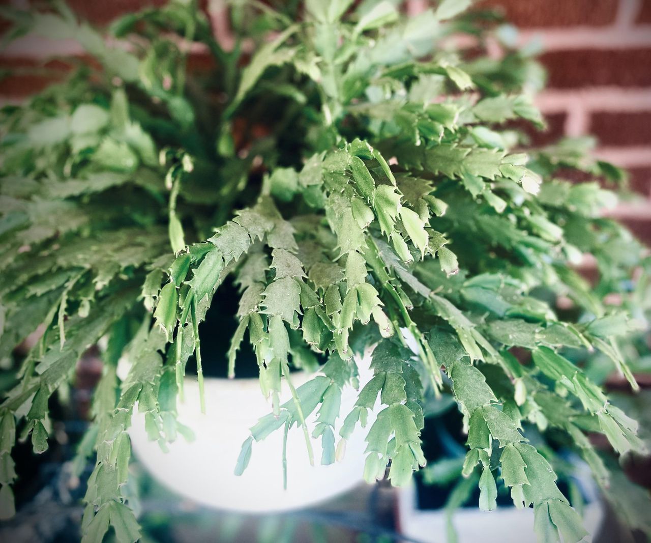 How to propagate a Thanksgiving cactus: 3 expert methods | Homes and ...