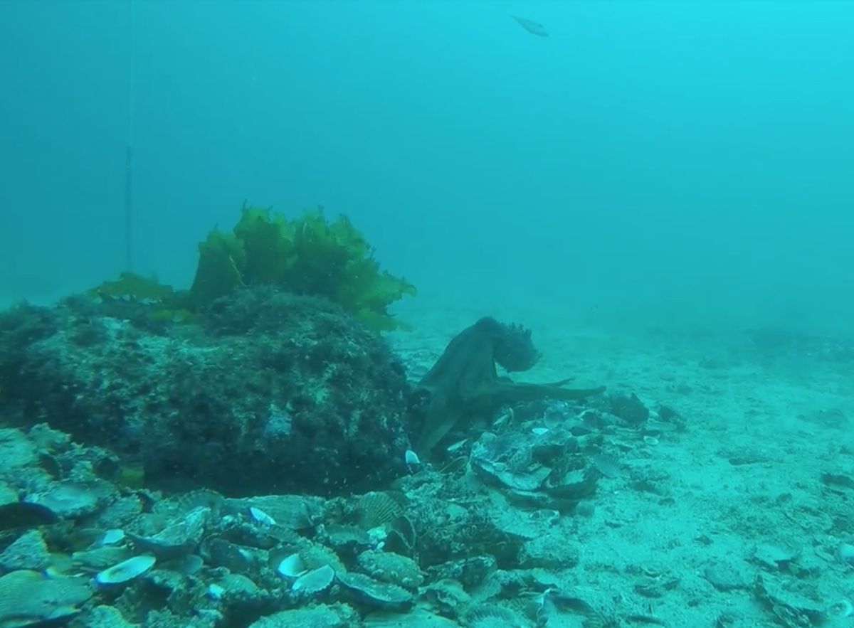 Octlantis: See photos of tight-knit gloomy octopus communities | Live ...