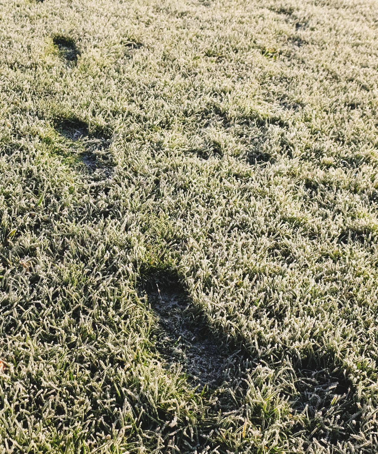 Why walking on frozen grass can cause real damage to a lawn | Homes and ...