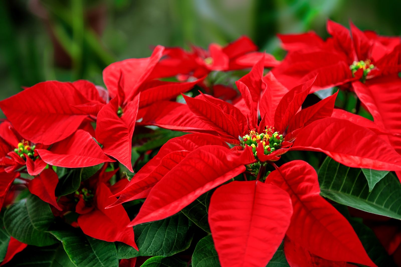 When Do Poinsettias Turn Red? Here's What You Need to Know | Livingetc