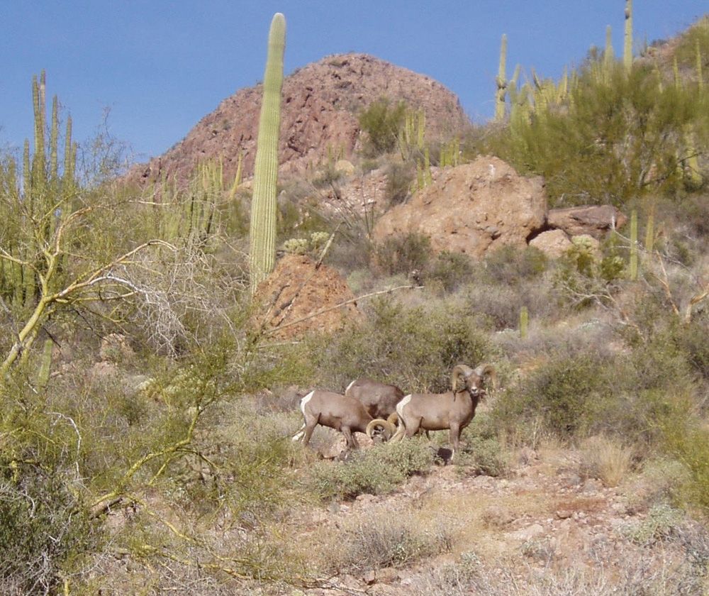 Photos: The Many Mammals of the North American Deserts | Live Science