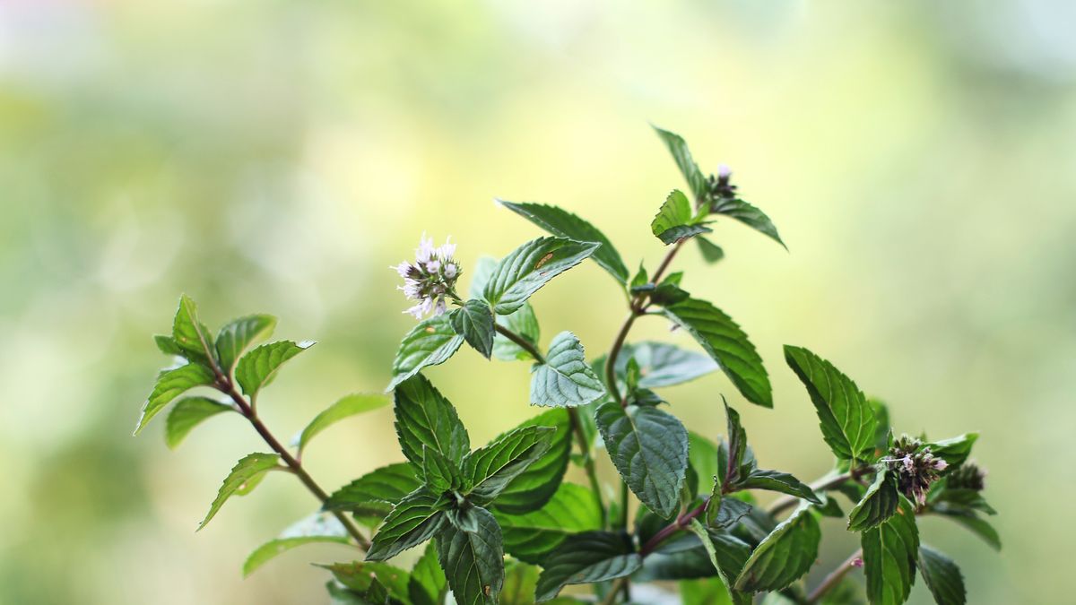 How to use peppermint to deter squirrels: expert advice | Homes and Gardens