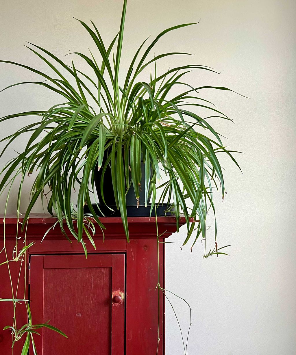 8 different types of spider plants: an expert guide | Homes and Gardens