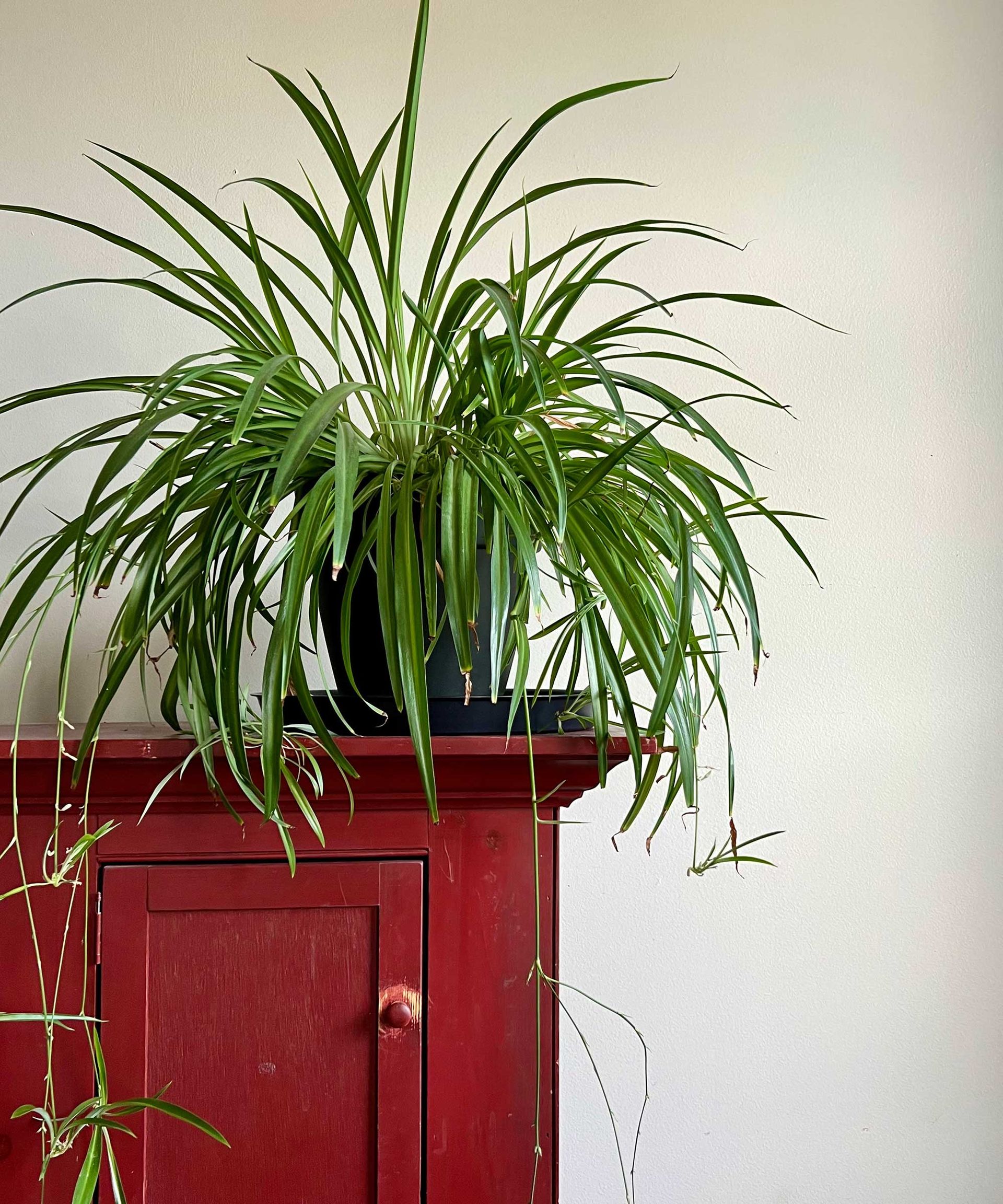 How to make your spider plant bushier: 3 simple steps | Homes and Gardens