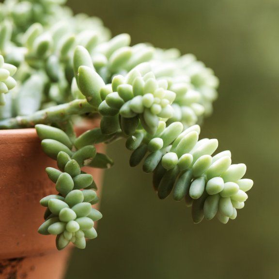Tips & Information about Cacti & Succulents | Gardening Know How