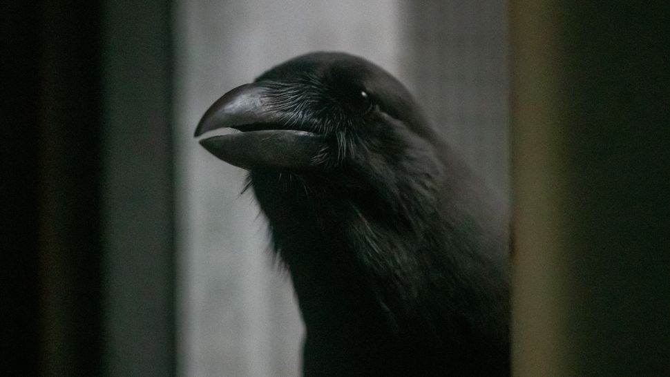 Crows: Facts about the clever birds that live all over the world | Live ...