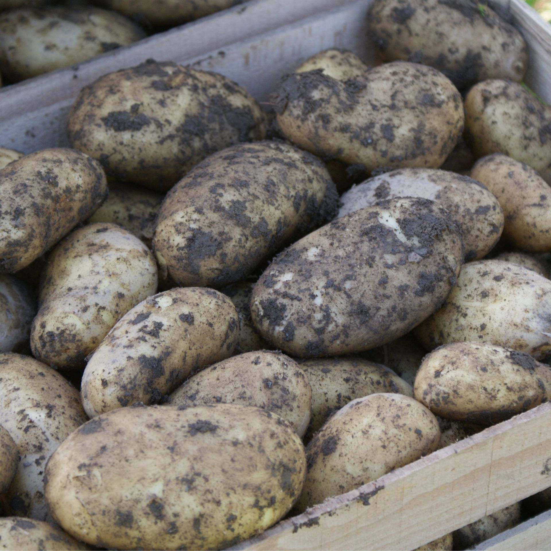 Where to buy seed potatoes to start growing your own spuds | Ideal Home