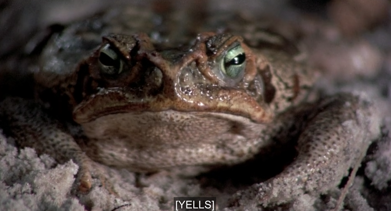 Frogs is the greatest horror movie you've never seen | The Week