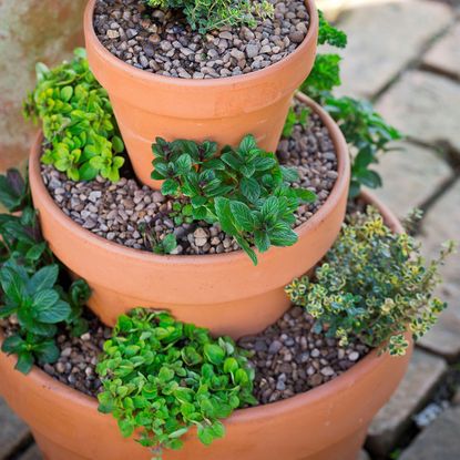 Quick and easy garden project: plant up an eye-catching herb pyramid ...