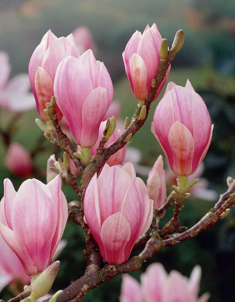 Best trees for front yards - 8 picks for curb appeal | Livingetc