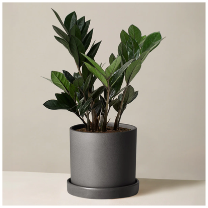 How to Propagate a ZZ Plant — 3 Expert Techniques to Try | Livingetc