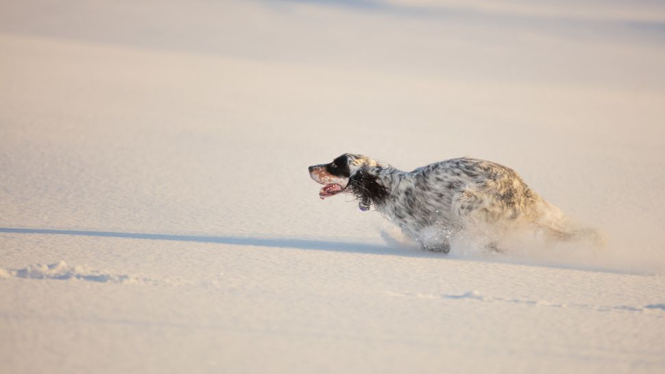32 dog breeds that were made for running | PetsRadar