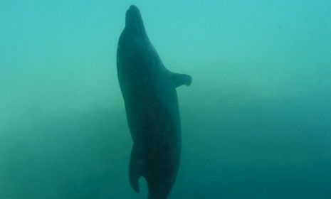 The dolphins that overdosed on heroin... at a rave | The Week