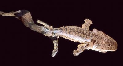 First Land Creatures Had Wild Appearances | Live Science