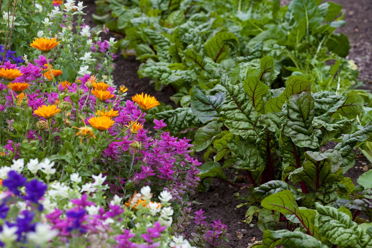Companion planting: the plants to grow side-by-side | Homes and Gardens