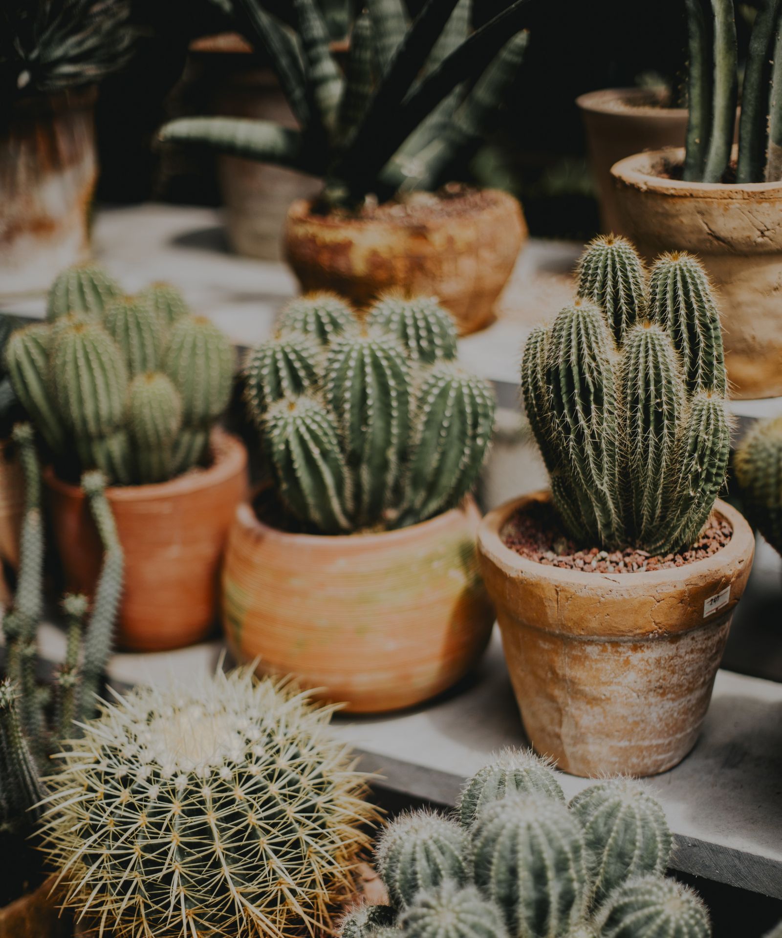 How to care for a cactus: 3 easy tips for these prickly plants | Homes ...