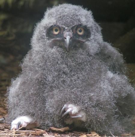Harry Potter's Snowy Owl: Not Just for Wizards | Live Science