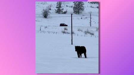 Can you spot the faces in these beautiful optical illusions? | Creative ...