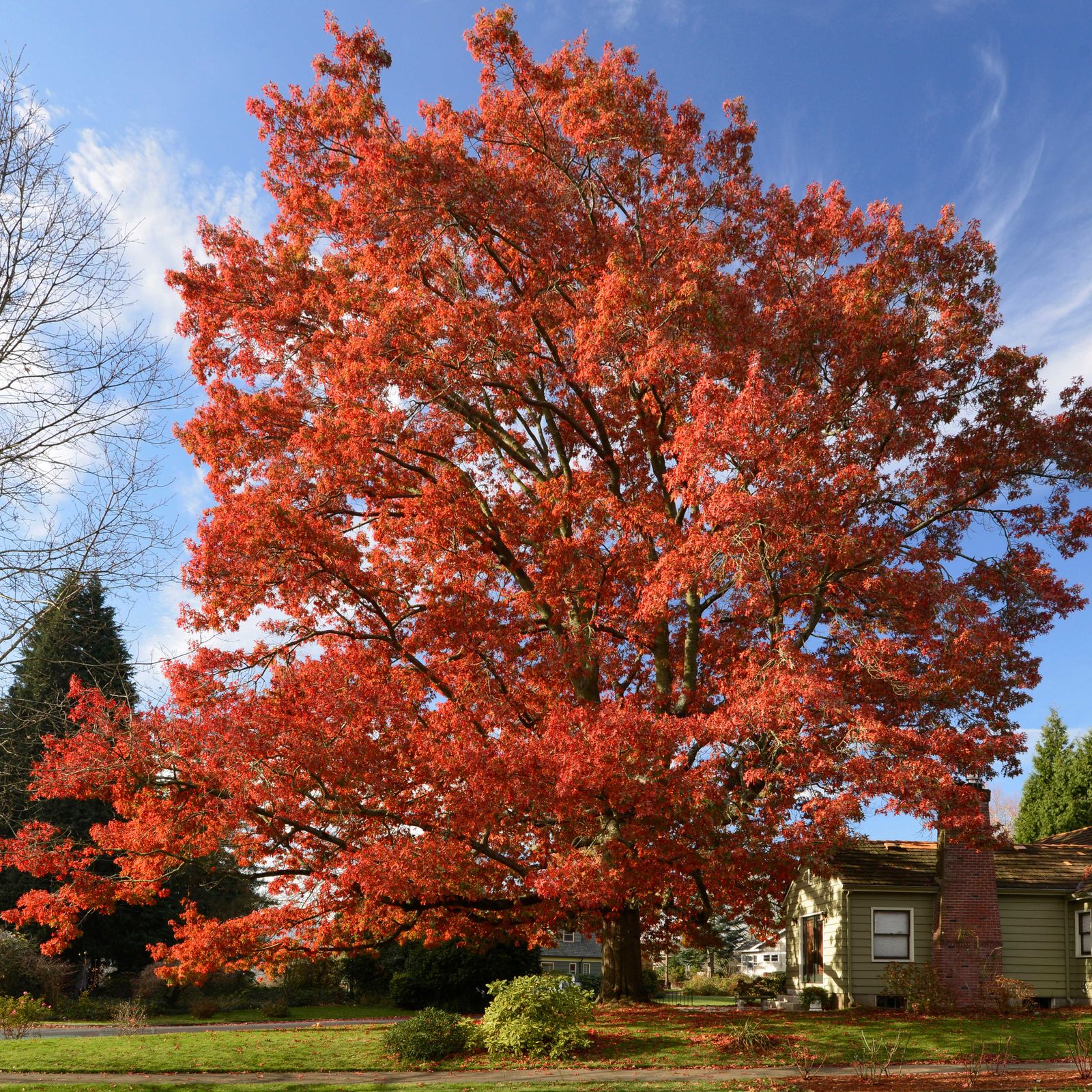 6 best trees that change color with the seasons | Livingetc