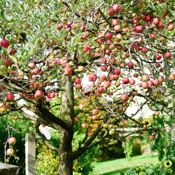 What Is A Tree Guild: Learn About Fruit Tree Guild Design | Gardening ...