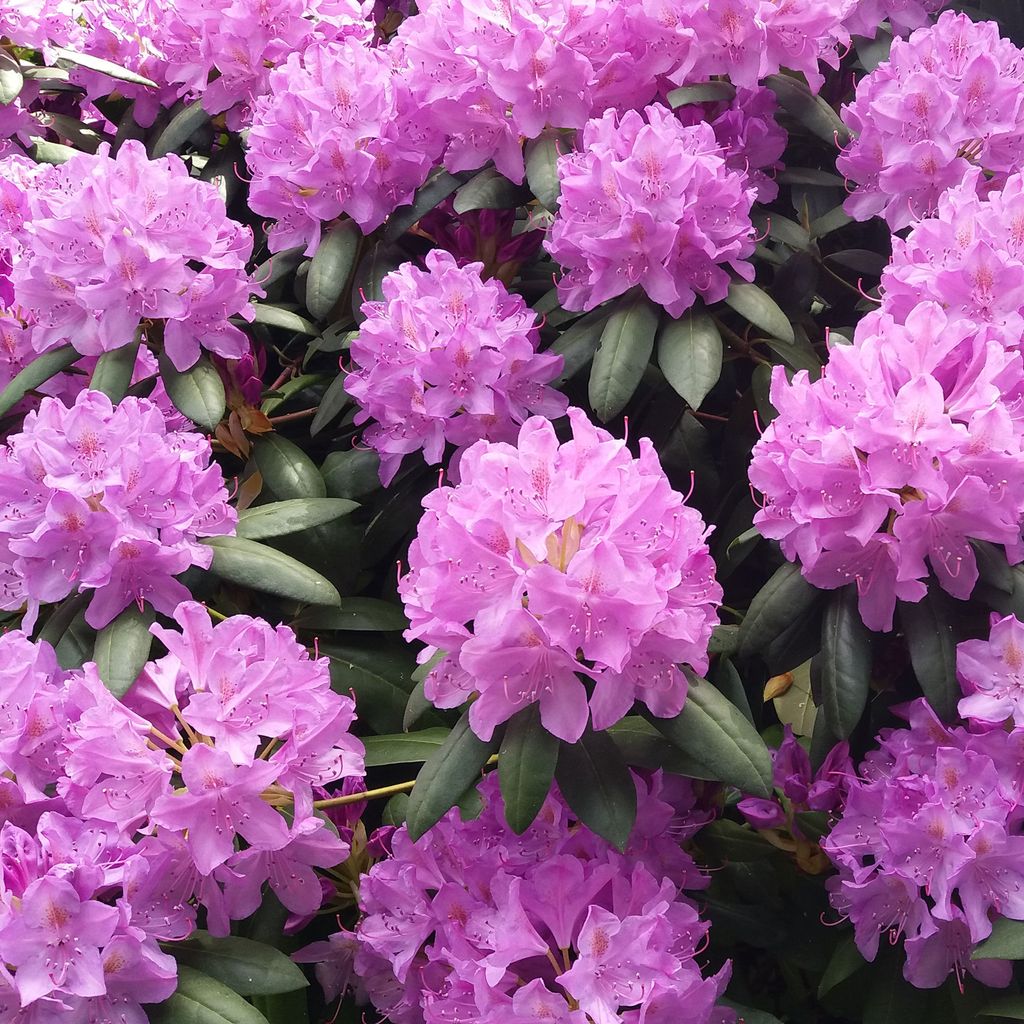 Should you deadhead rhododendrons? Experts weigh in | Ideal Home