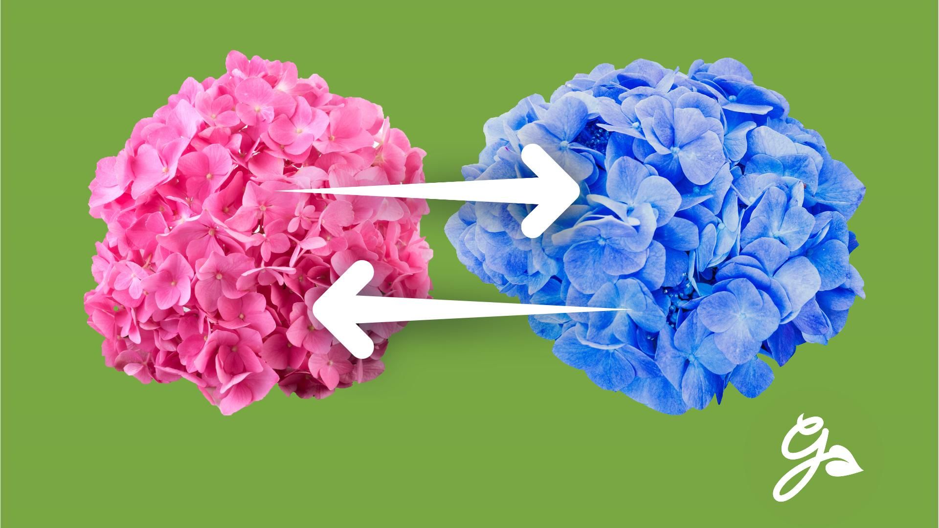 Top 10 Questions About Hydrangeas | Gardening Know How
