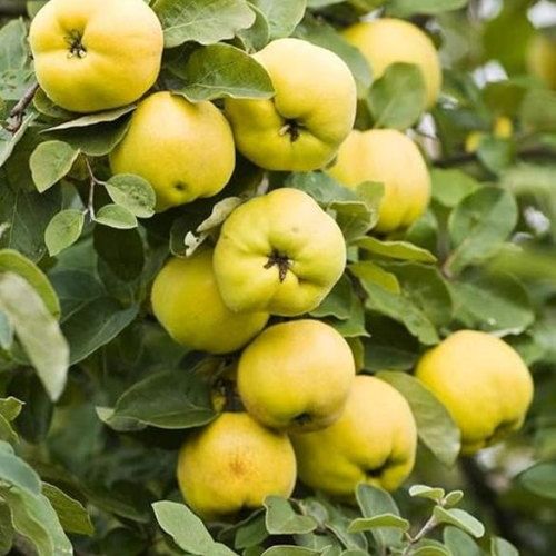 How to grow quince trees - tips from a fruit expert | Homes and Gardens