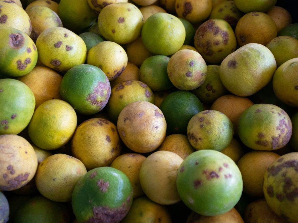 Greasy Spot Fungus: Description And Treatments For This Citrus Fungus ...