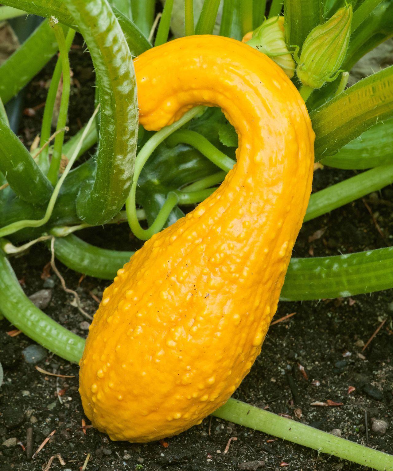 How to grow squash vertically in your vegetable garden | Homes and Gardens