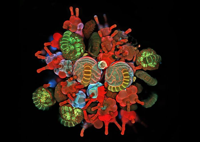 Award-Winning Microscope Images | Live Science