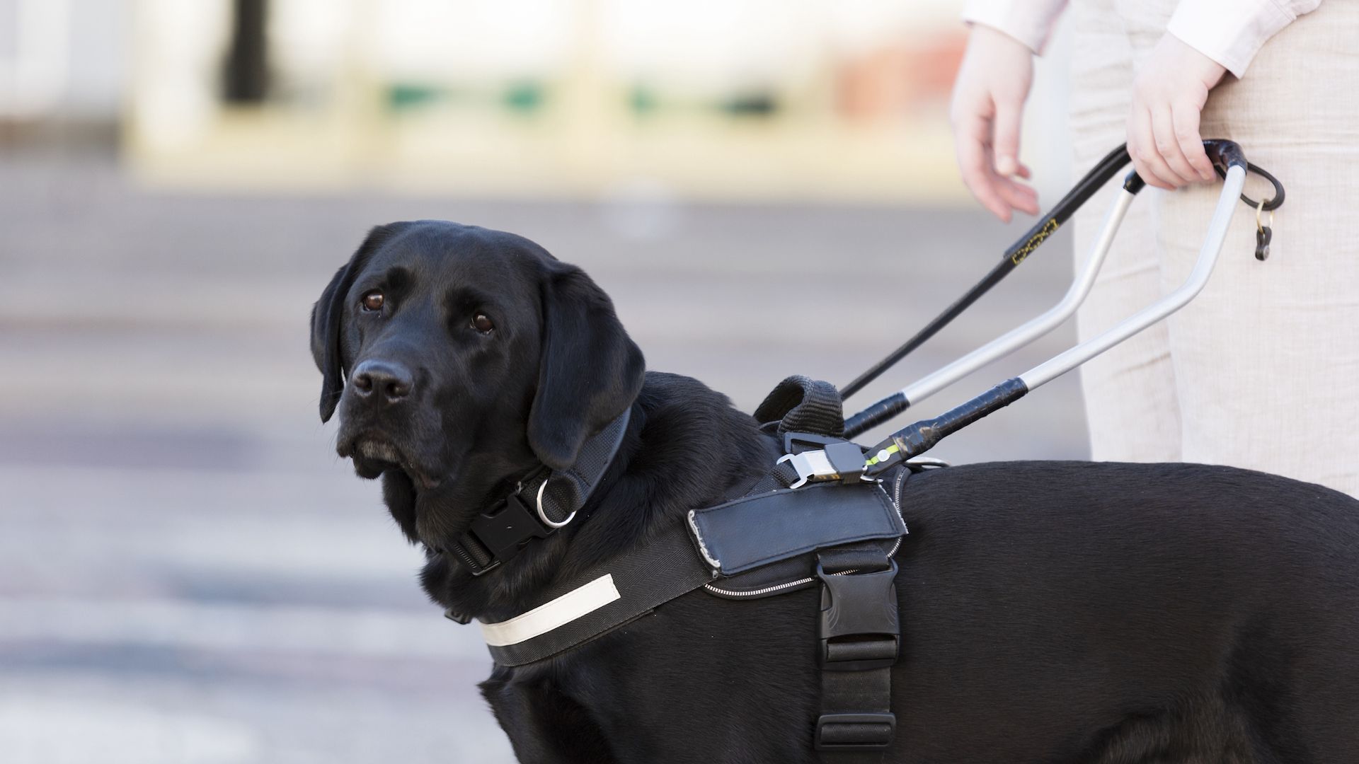 32 things to know about service dogs | PetsRadar