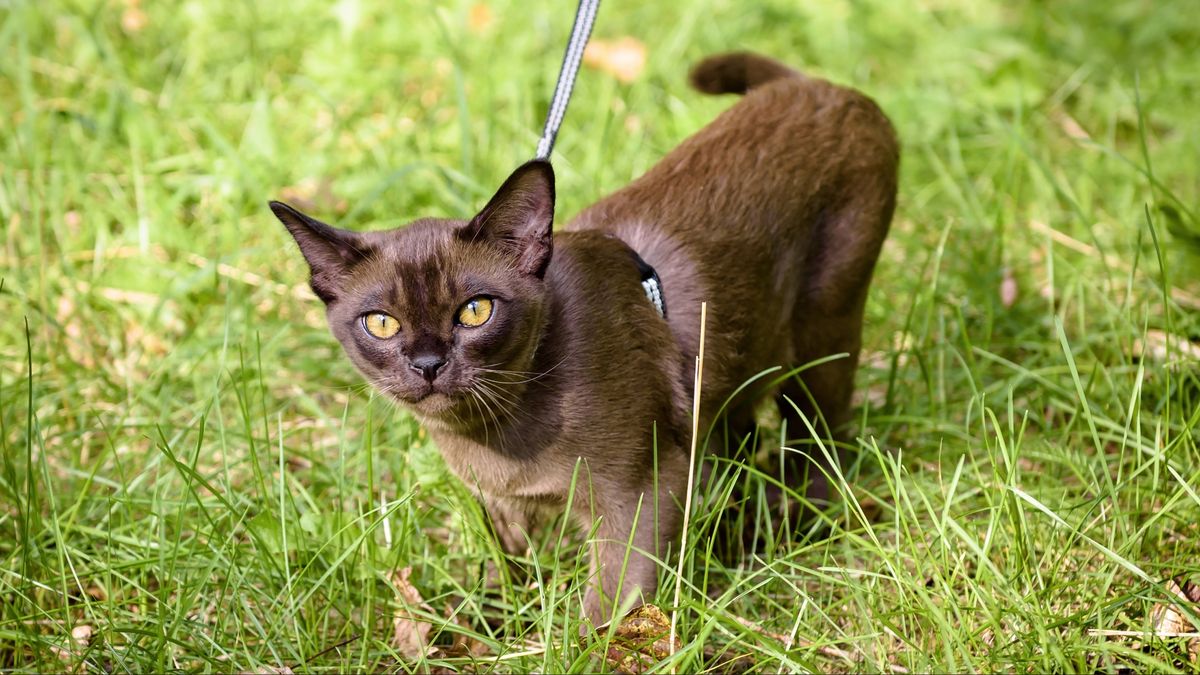 32 reasons to love Burmese cats | PetsRadar