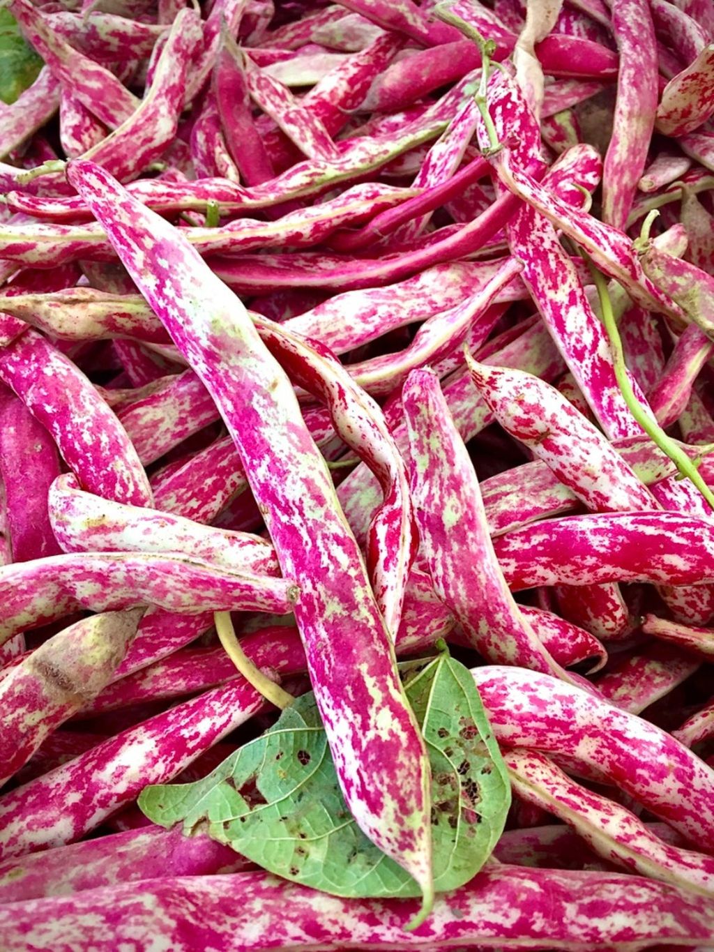 Cranberry Bean Care - Tips For Growing Cranberry Beans | Gardening Know How