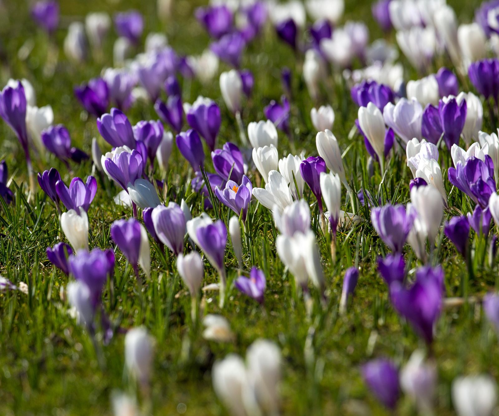 Best bulbs for naturalizing in a lawn: 11 easy to grow blooms for a ...