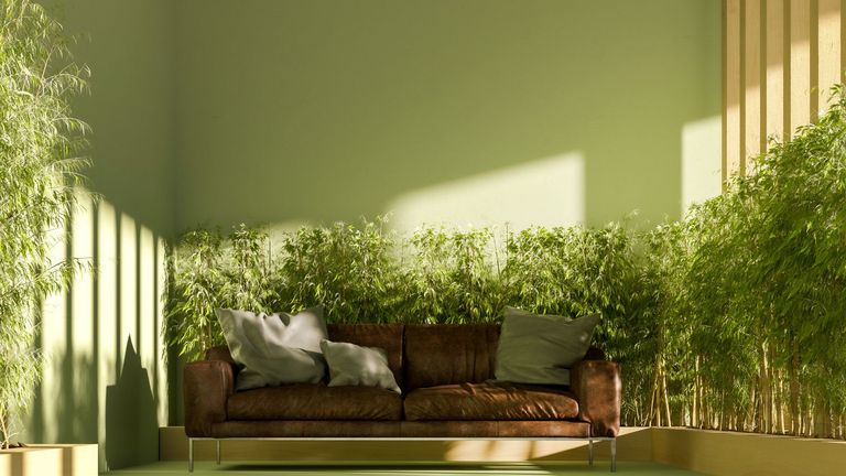 How to Revive a Bamboo Plant — Expert Steps to Rescue Yours | Livingetc