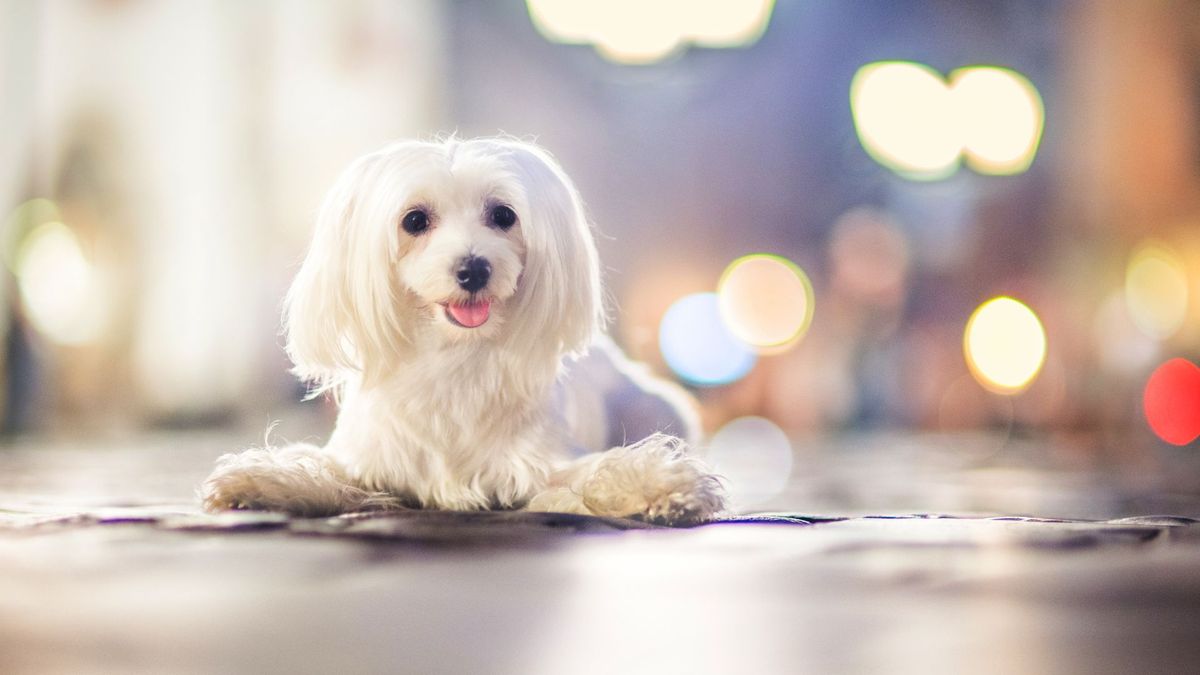 22 toy dog breeds | PetsRadar