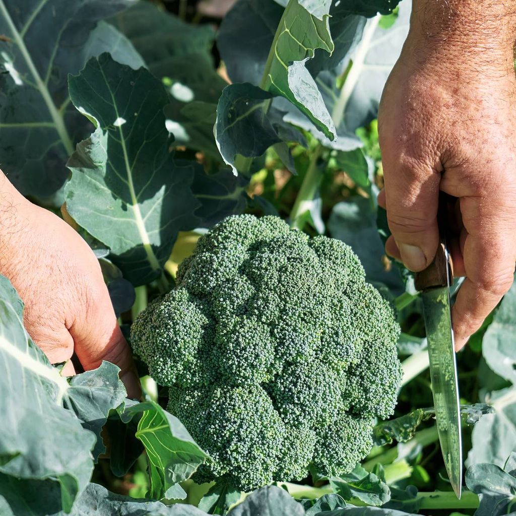Tips & Information about Broccoli | Gardening Know How